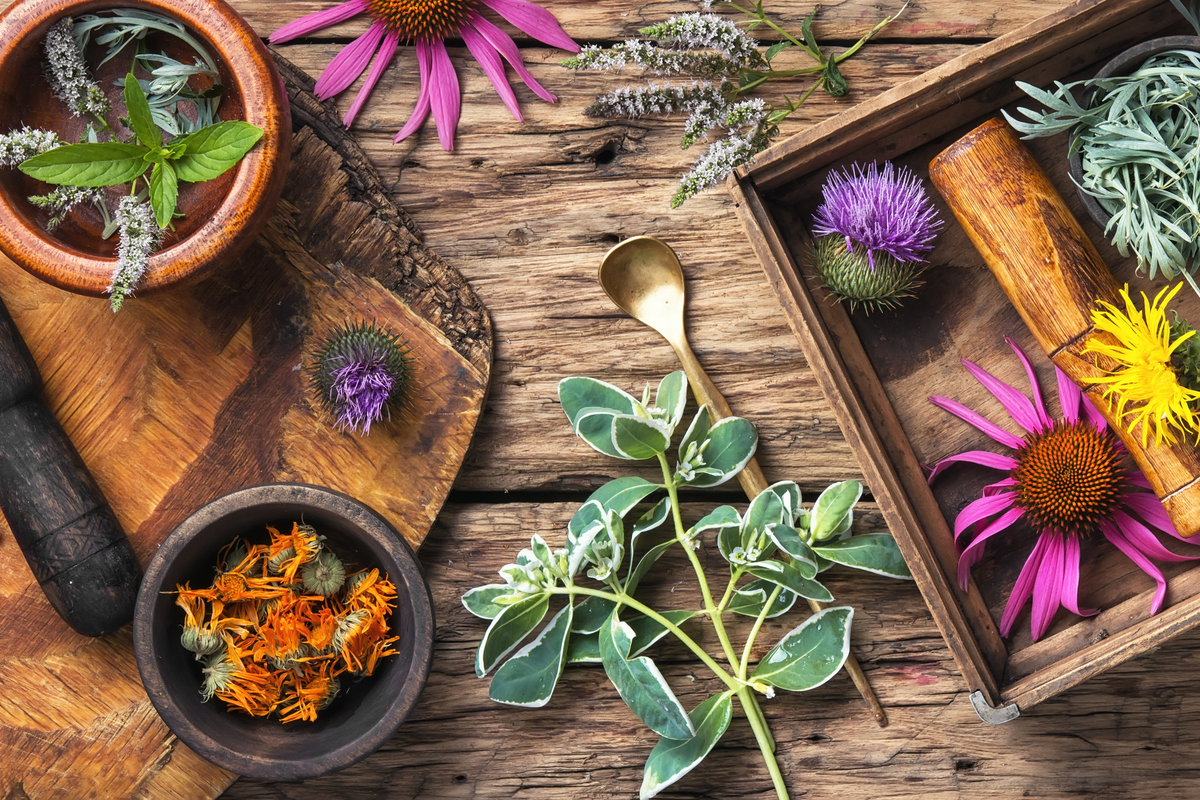 Herb Glossary – ourtruepower